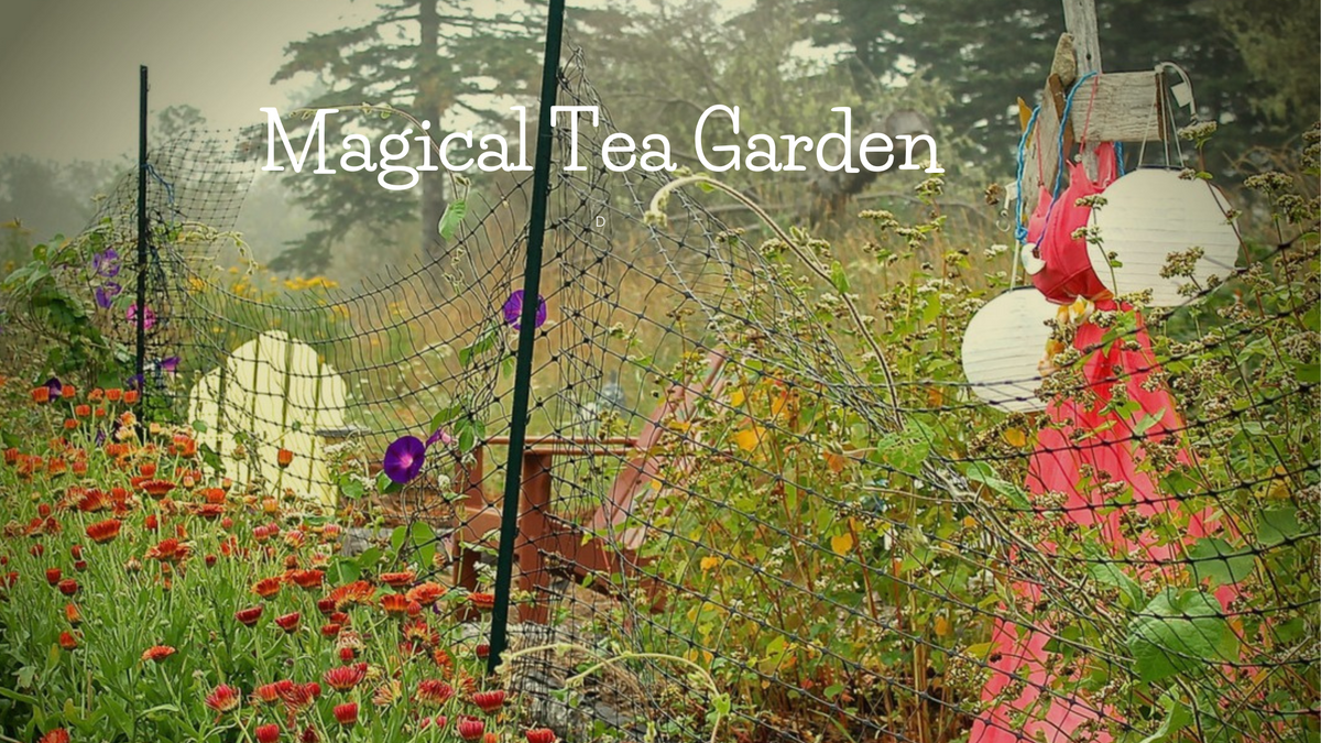 Plant a Magical Tea Garden – Dulse & Rugosa